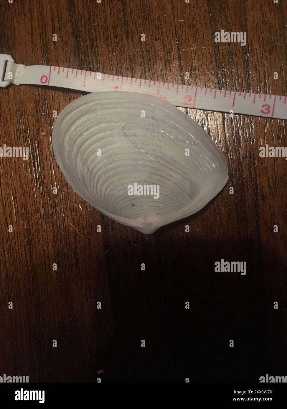 Channeled Duck Clam (Raeta plicatella) Mollusca Stock Photo - Alamy