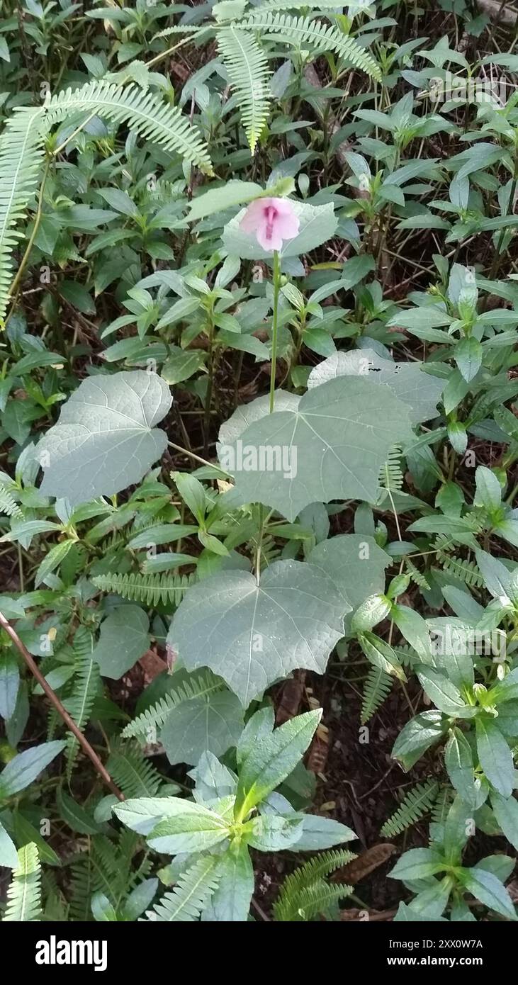 Caesar weed (Urena lobata) Plantae Stock Photo - Alamy