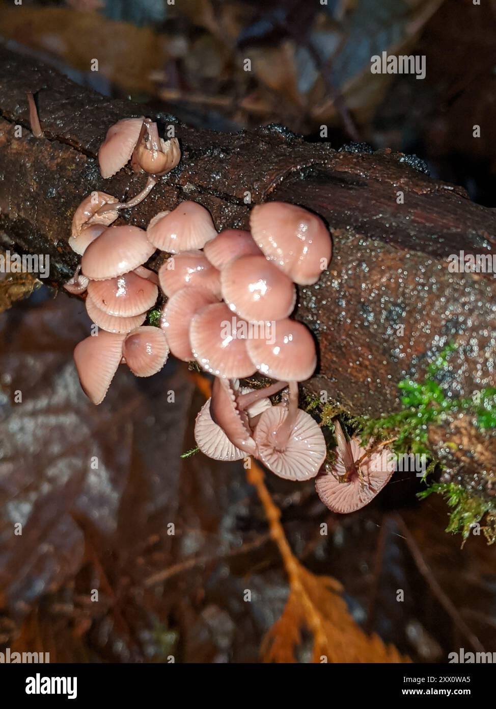Bleeding Fairy Helmet (Mycena haematopus) Fungi Stock Photo - Alamy