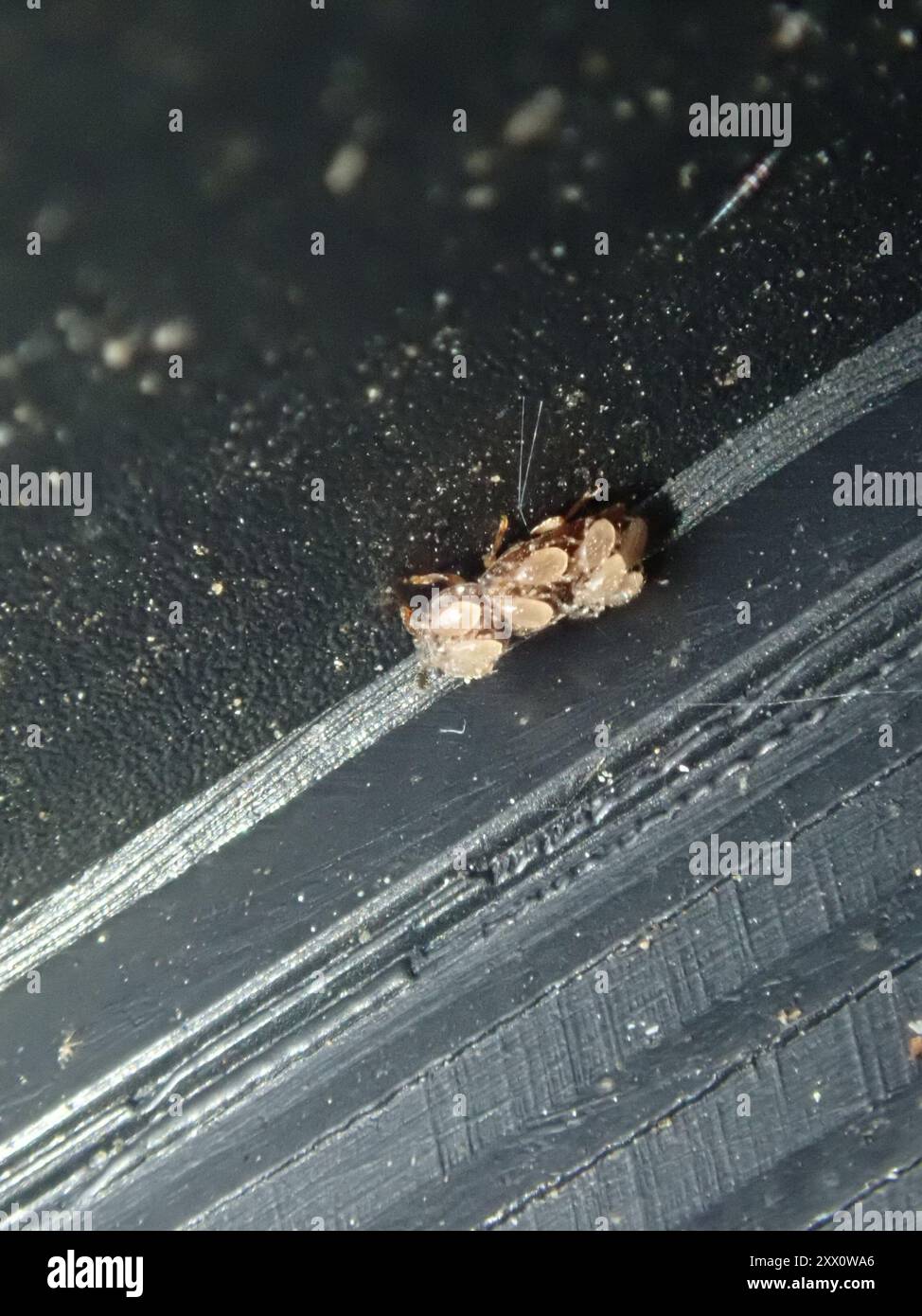 beetle mites (Oribatida) Arachnida Stock Photo - Alamy