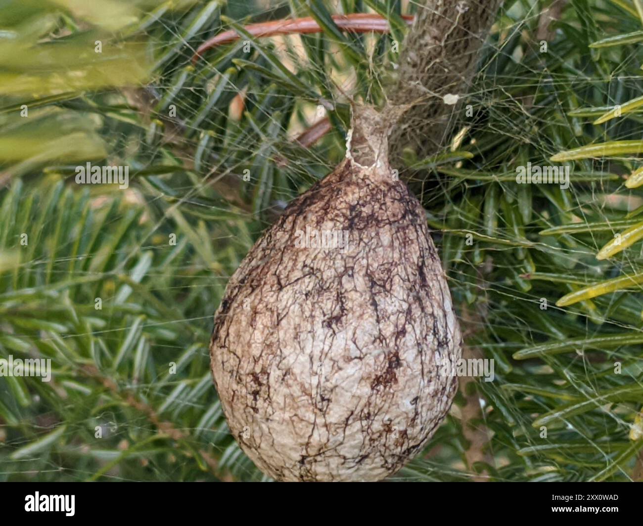 Yellow Garden Spider (Argiope aurantia) Arachnida Stock Photo - Alamy