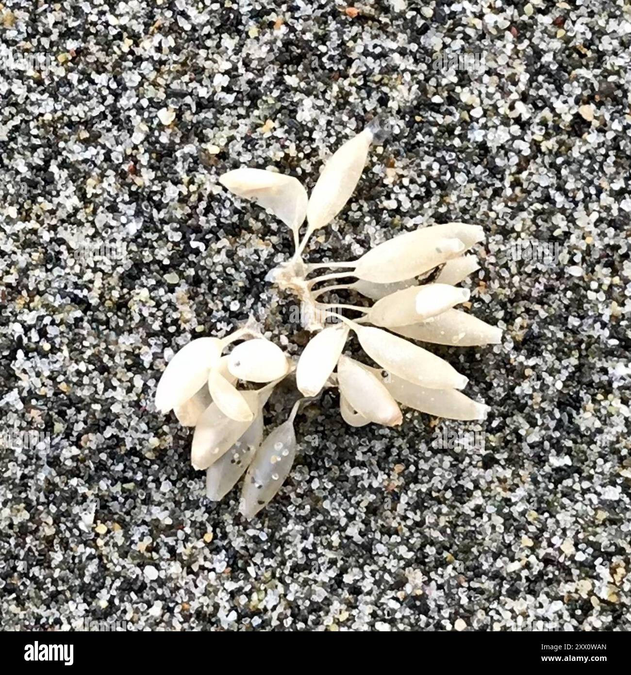 Frilled Dogwinkle (Nucella lamellosa) Mollusca Stock Photo - Alamy