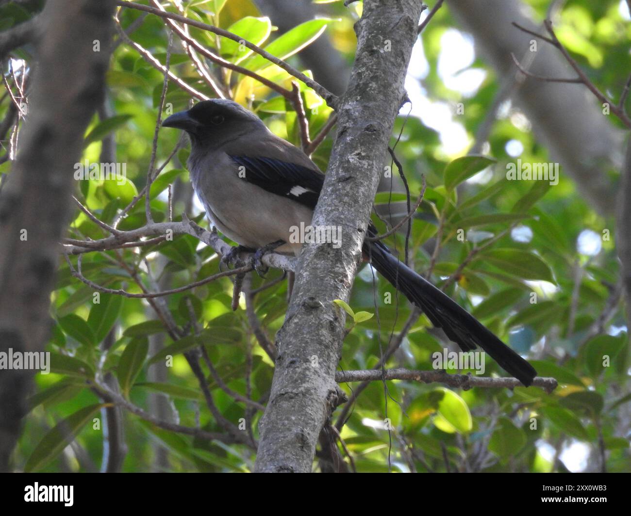 Gray treepie hi-res stock photography and images - Alamy