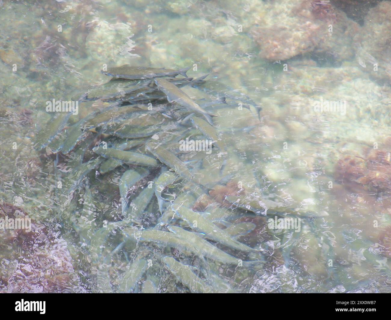 Sea Mullet (Mugil cephalus) Actinopterygii Stock Photo - Alamy