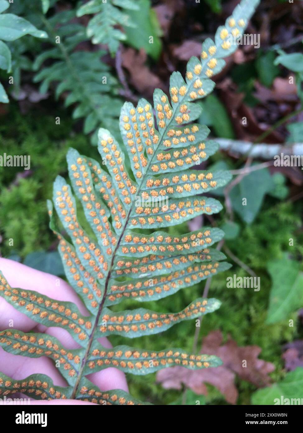 polypody ferns (Polypodium) Plantae Stock Photo - Alamy