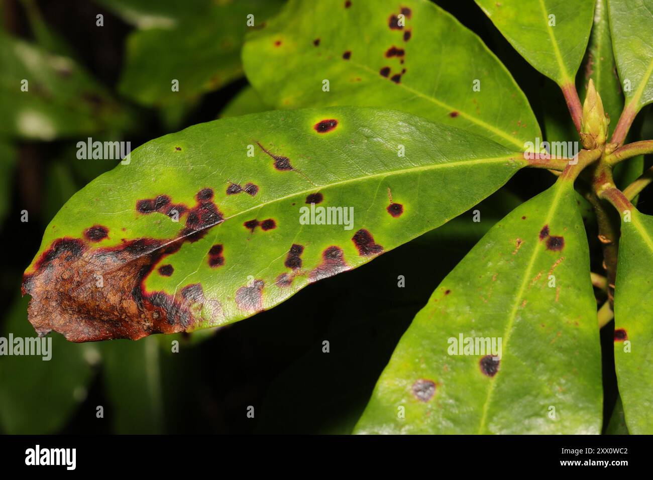 (Colletotrichum gloeosporioides) Fungi Stock Photo - Alamy