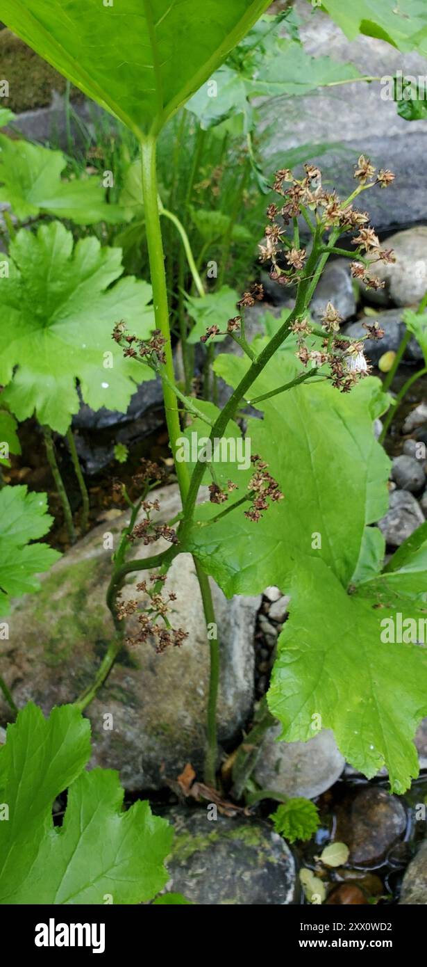 Umbrella Plant (Darmera peltata) Plantae Stock Photo - Alamy