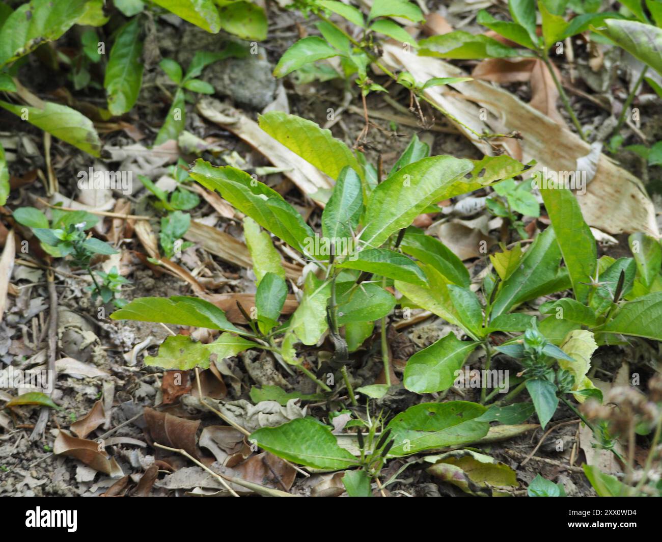 popping pod (Ruellia tuberosa) Plantae Stock Photo - Alamy