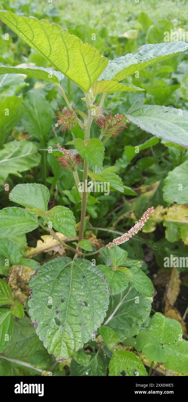 Field Copperleaf (Acalypha arvensis) Plantae Stock Photo - Alamy