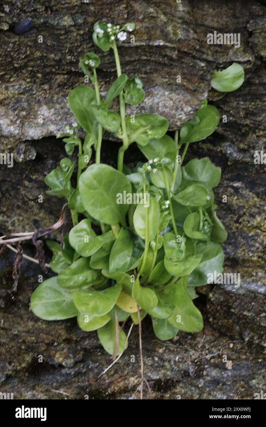 Thin Leaf Brookweed (Samolus valerandi) Plantae Stock Photo - Alamy