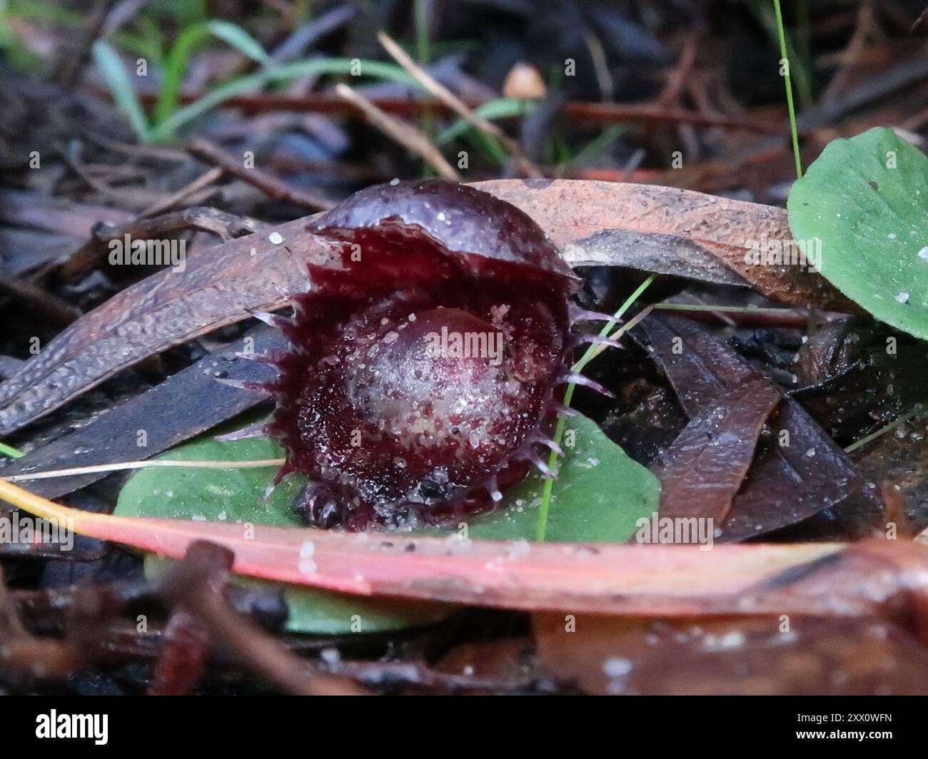 Fringed Helmet-orchid (Corybas fimbriatus) Plantae Stock Photo - Alamy