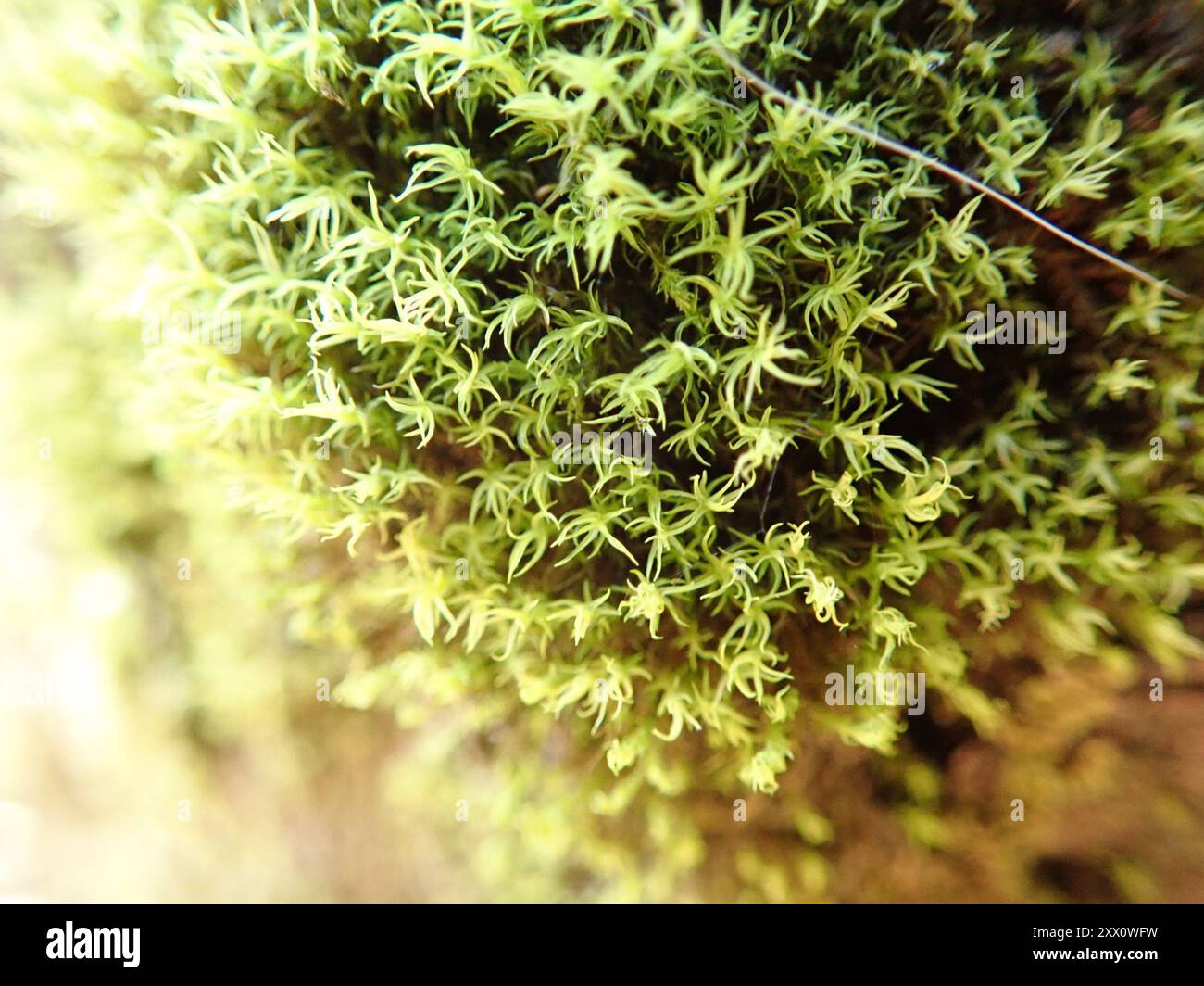 joint-toothed mosses (Bryopsida) Plantae Stock Photo - Alamy