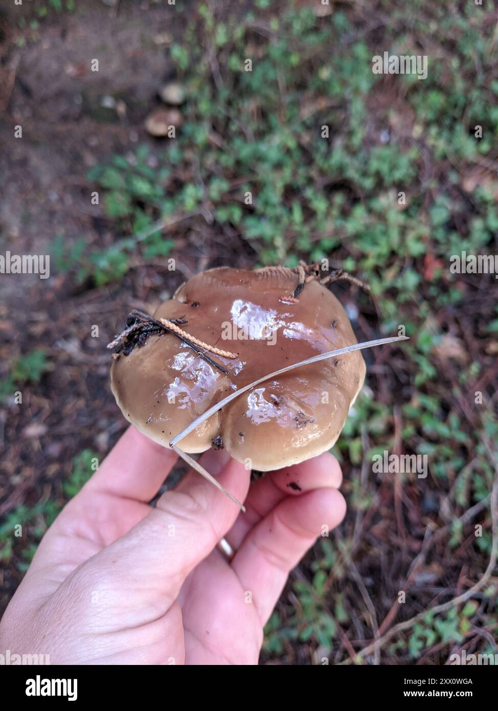 Slippery Jacks (Suillus) Fungi Stock Photo - Alamy