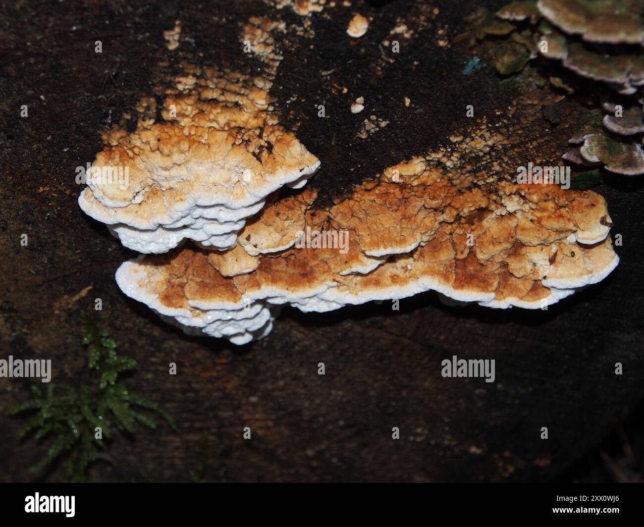 serried porecrust (Fomitopsis serialis) Fungi Stock Photo - Alamy