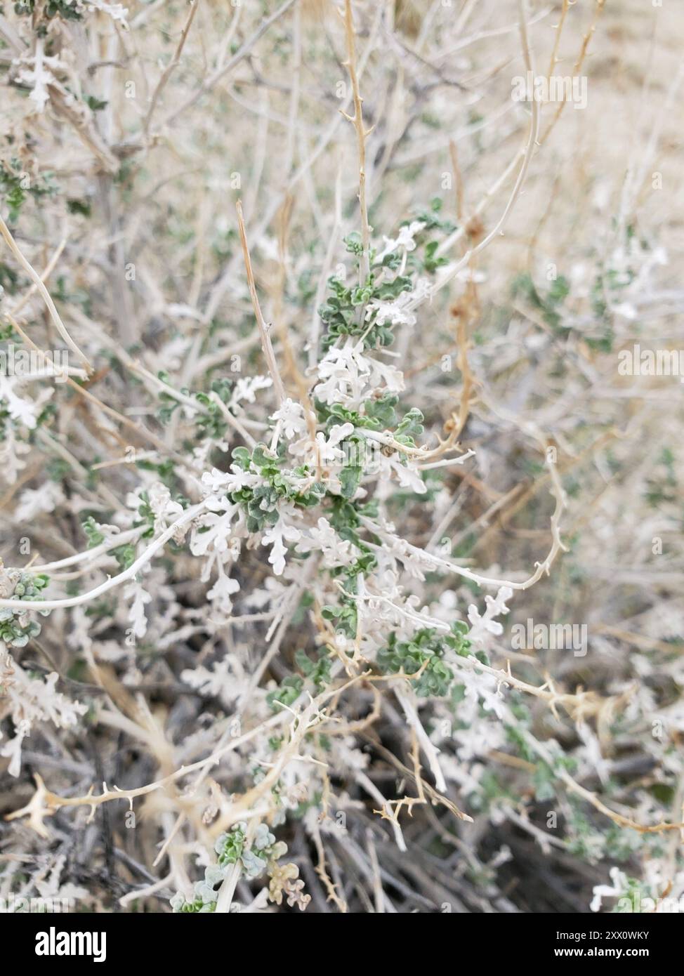 Burrobush (Ambrosia dumosa) Plantae Stock Photo - Alamy