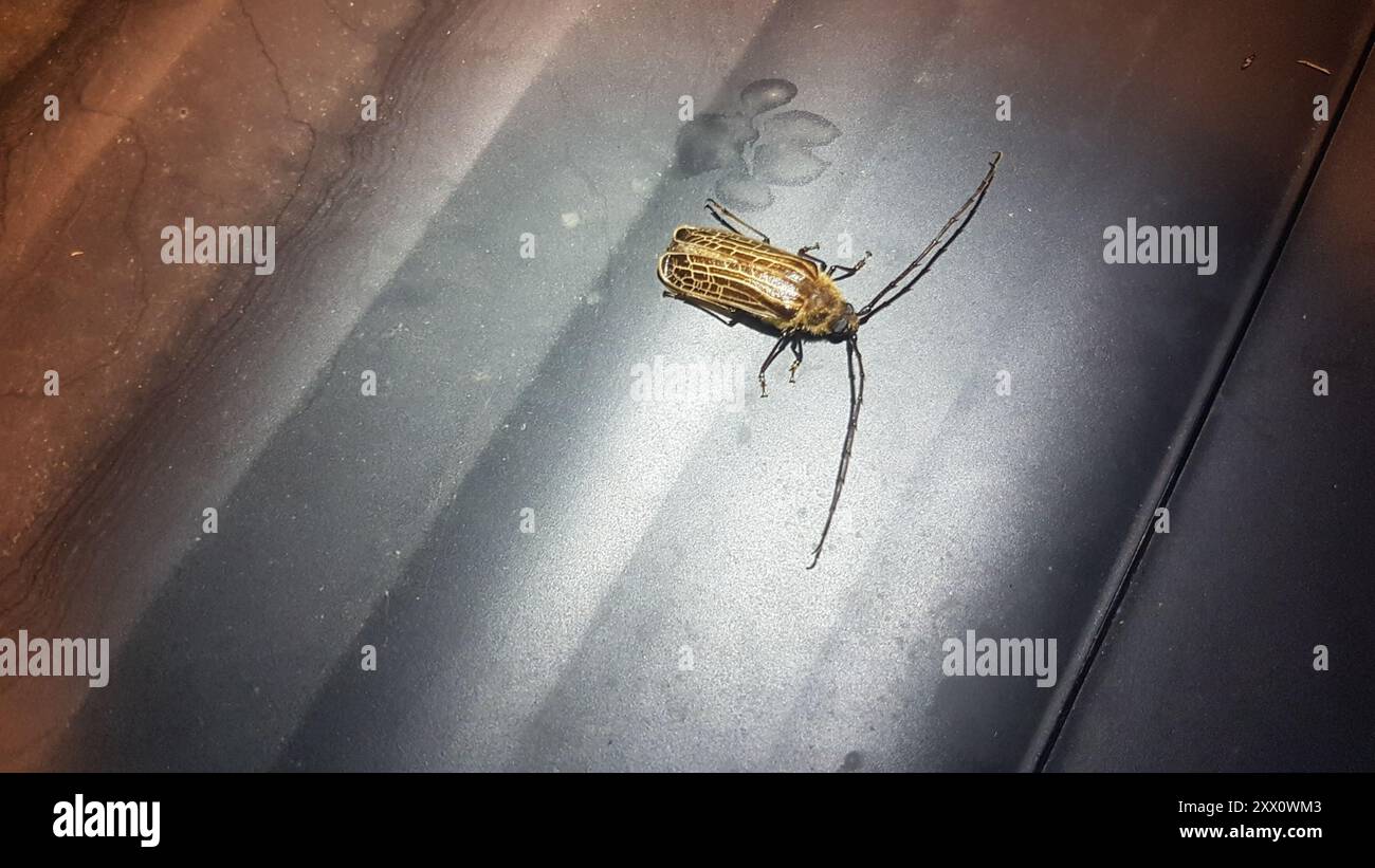 Huhu (Prionoplus reticularis) Insecta Stock Photo - Alamy