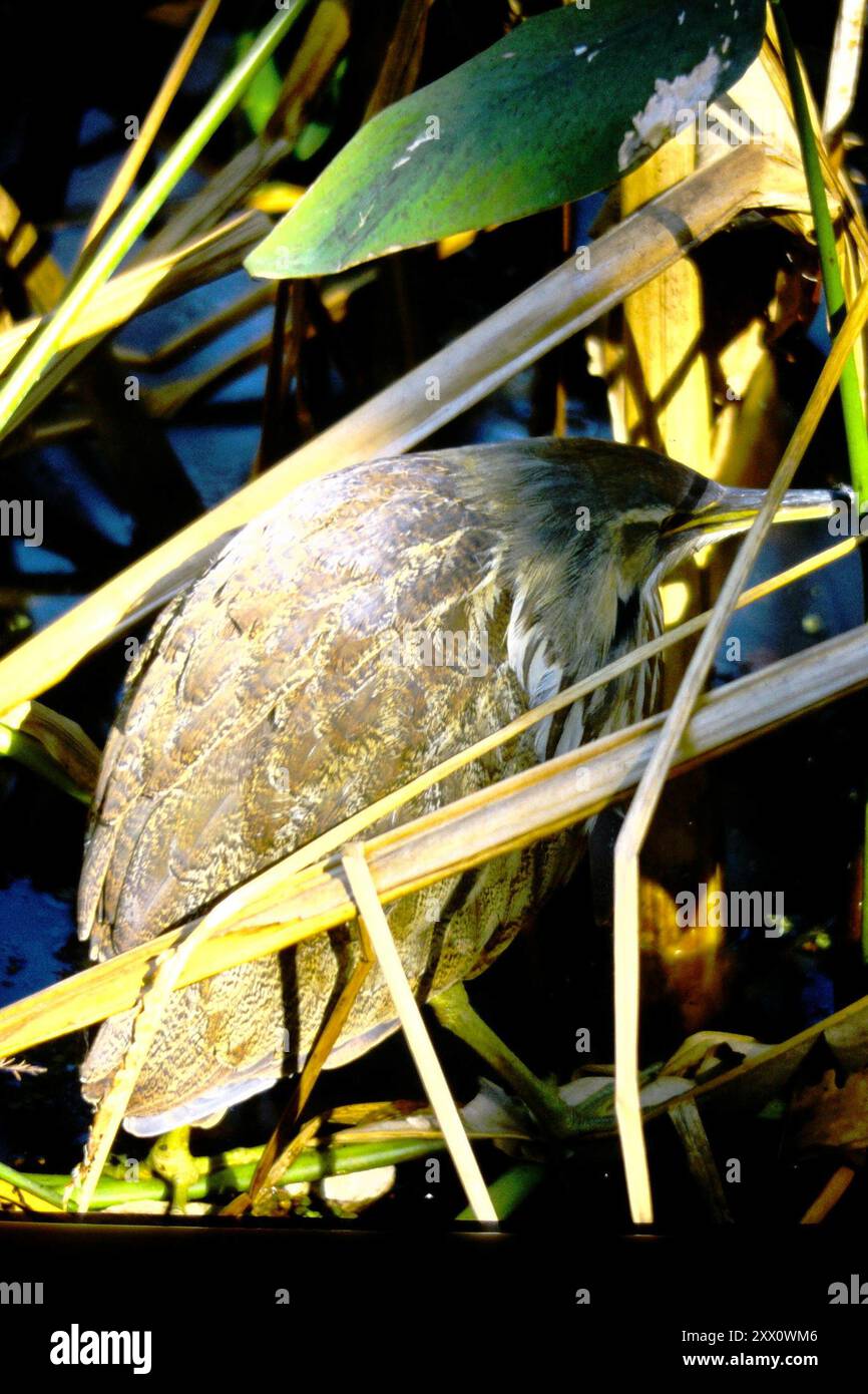 American Bittern (Botaurus lentiginosus) Aves Stock Photo - Alamy
