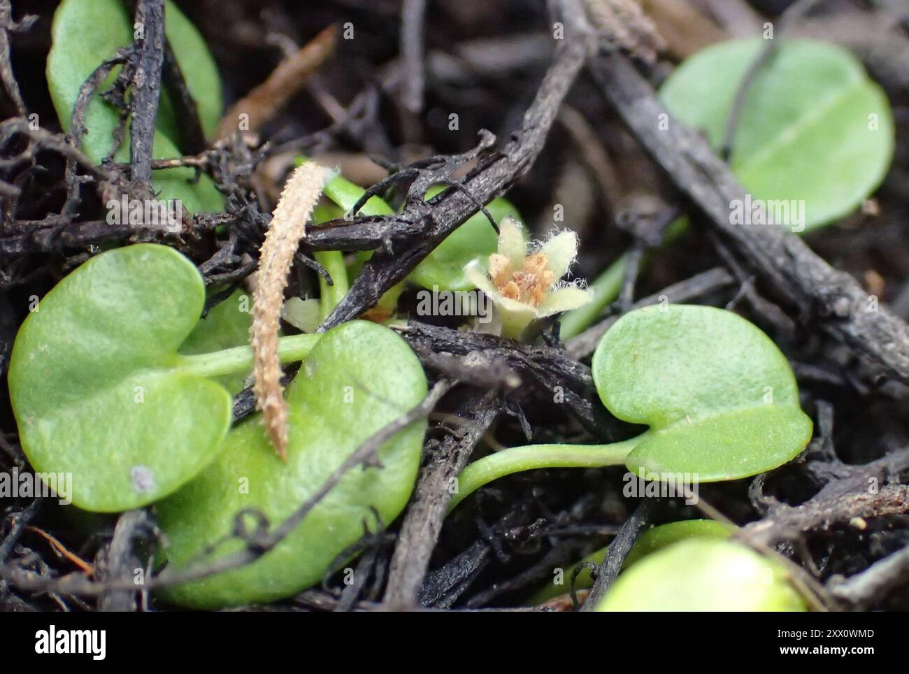 kidney weed (Dichondra repens) Plantae Stock Photo - Alamy
