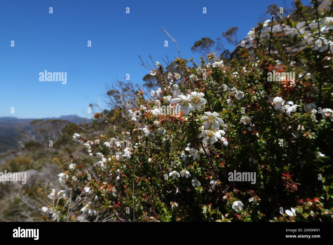 River Rose (Bauera rubioides) Plantae Stock Photo - Alamy