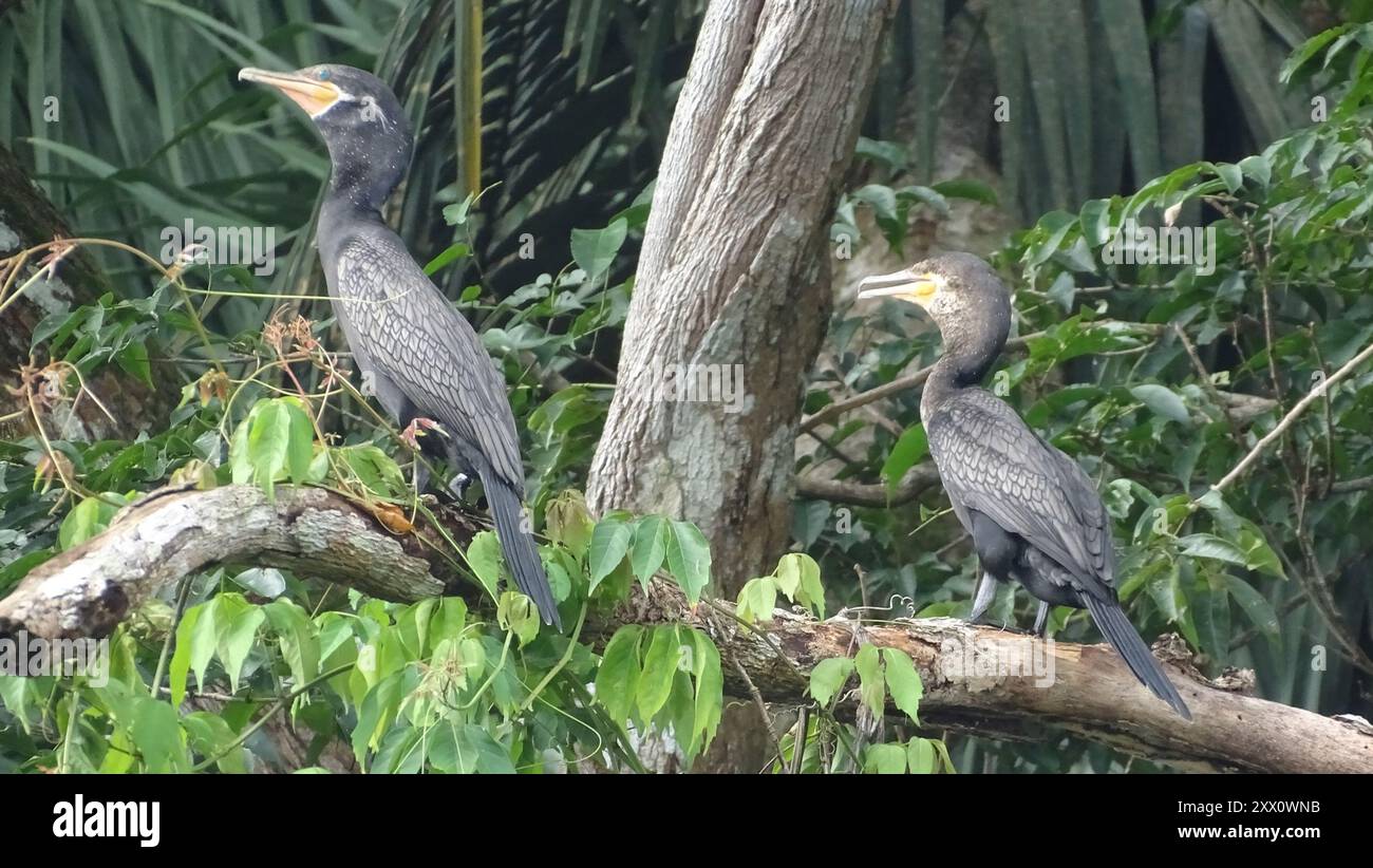 Neotropic Cormorant (Nannopterum brasilianum) Aves Stock Photo - Alamy