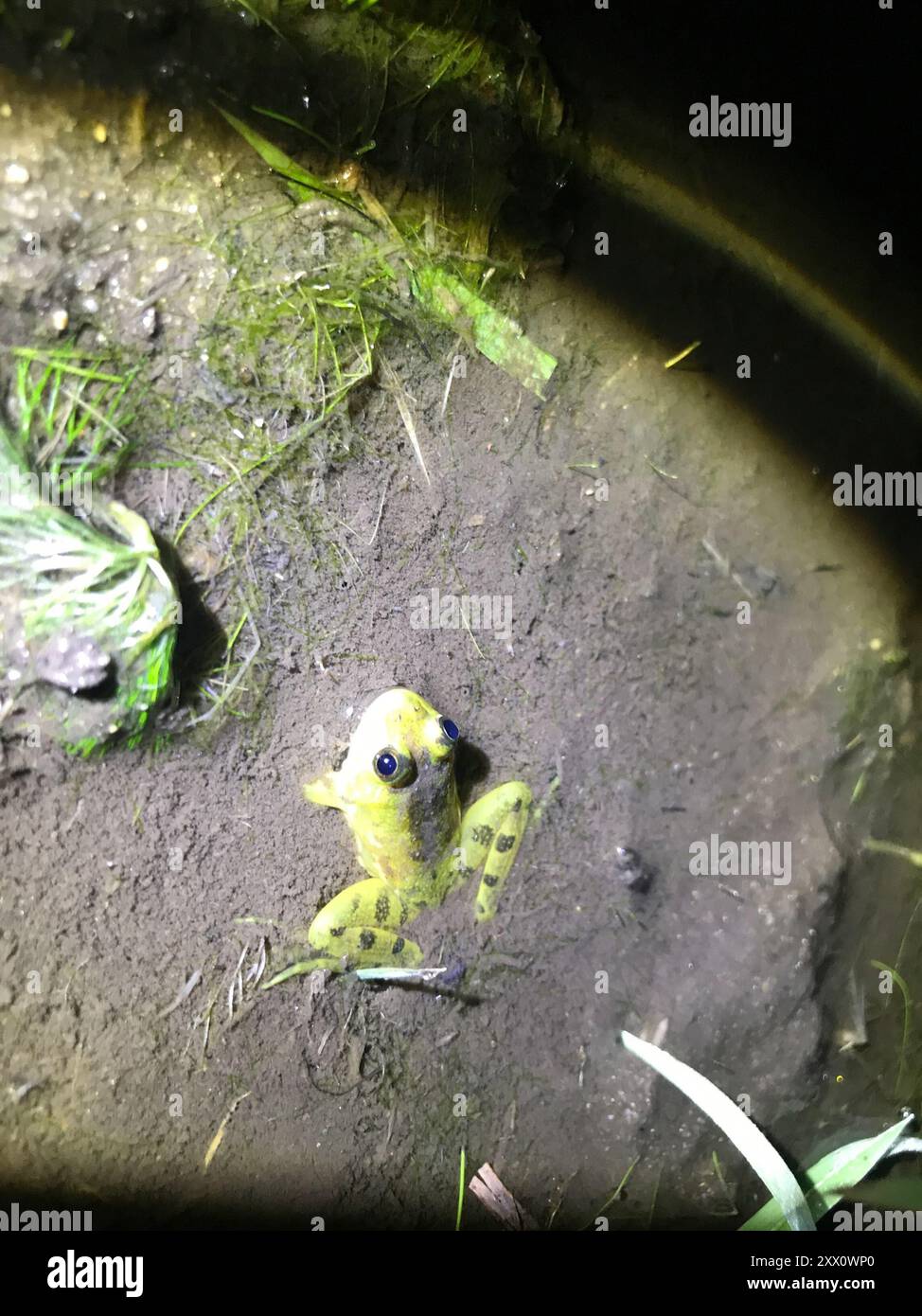 Lesser Swimming Frog (Pseudis minuta) Amphibia Stock Photo - Alamy