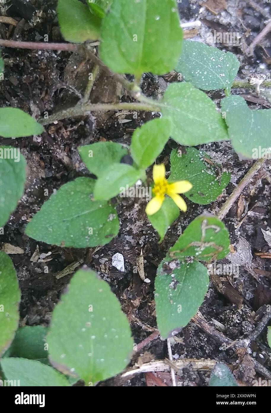 straggler daisy (Calyptocarpus vialis) Plantae Stock Photo - Alamy