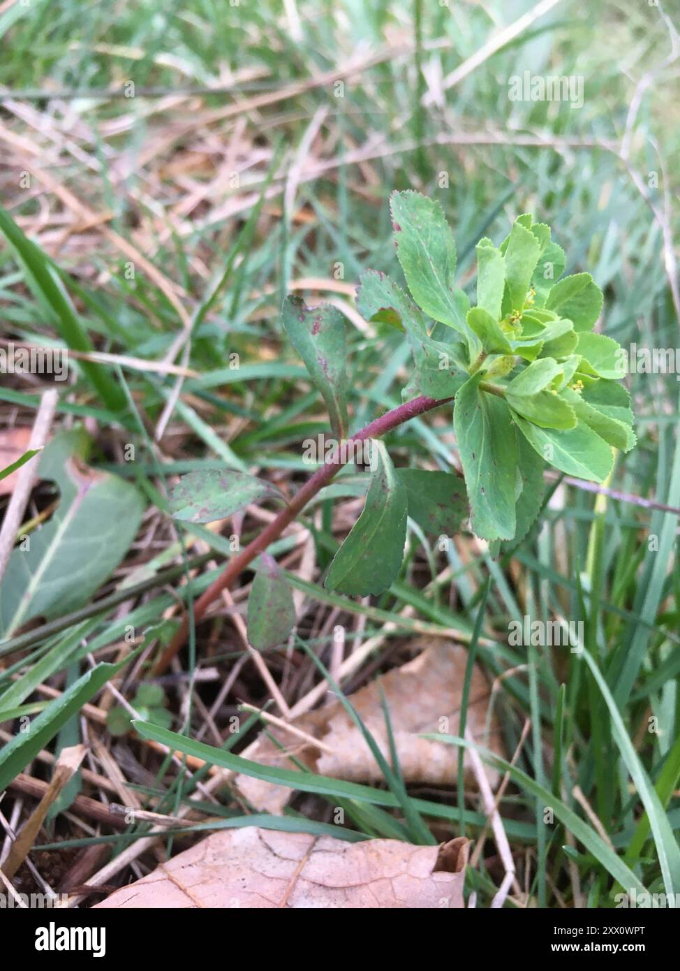 Sun spurge (Euphorbia helioscopia) Plantae Stock Photo - Alamy