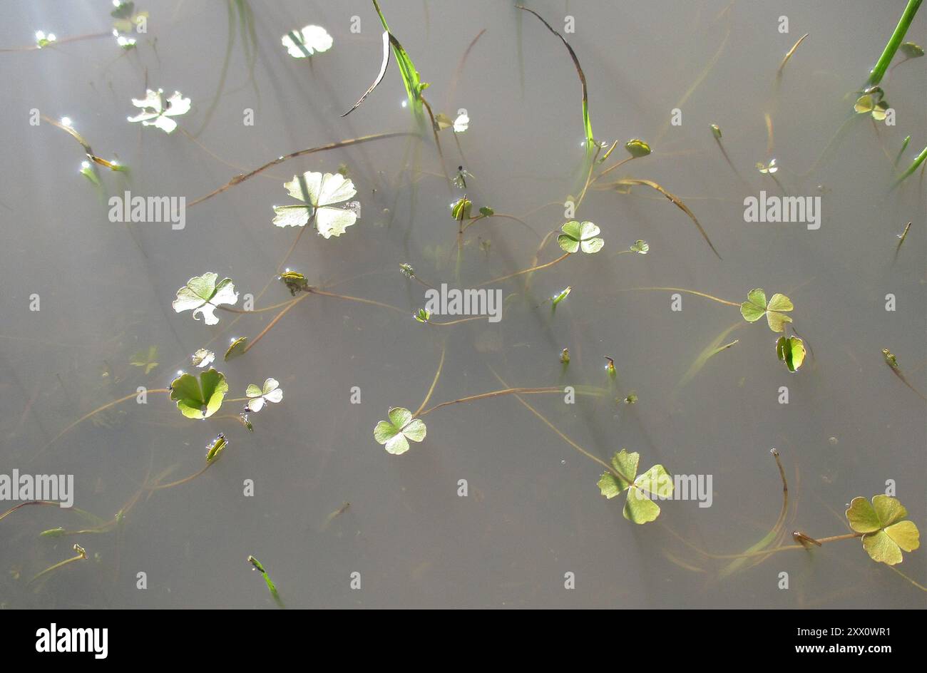Helicopter Ferns (Marsilea) Plantae Stock Photo - Alamy