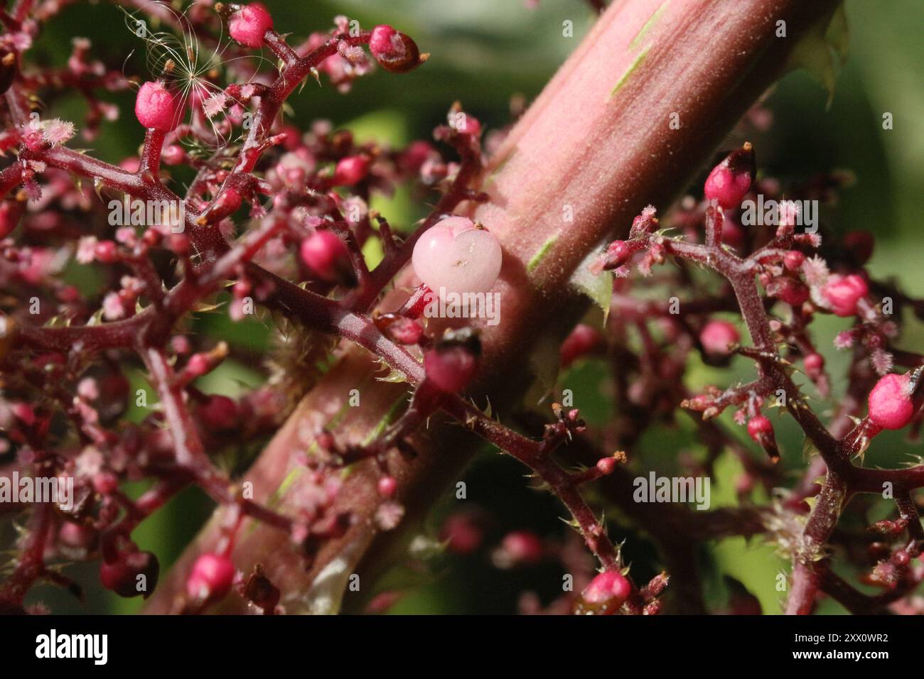 Scratchbush (Urera baccifera) Plantae Stock Photo - Alamy