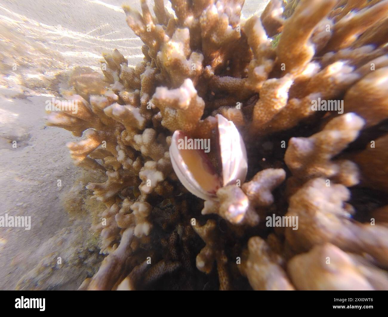 Lucinidae hi-res stock photography and images - Alamy