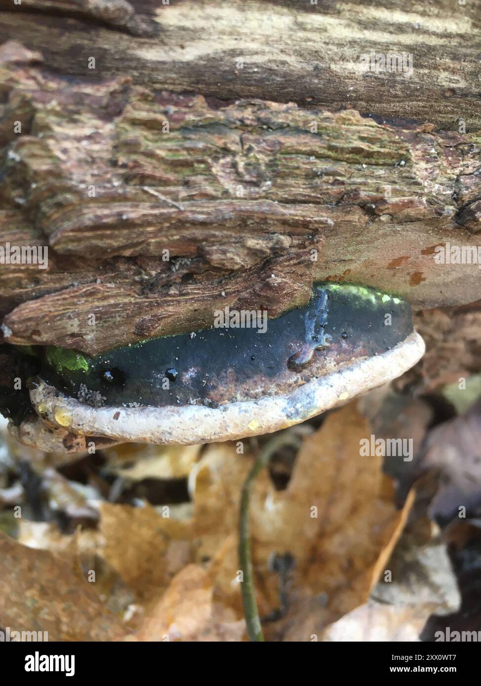 Willow Bracket (Phellinus igniarius) Fungi Stock Photo - Alamy