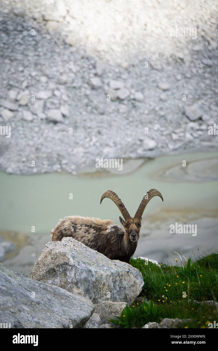 Der steinbock in der natur hi-res stock photography and images - Alamy