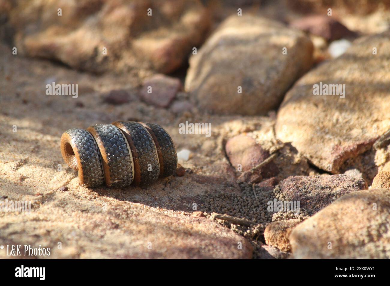 Common Slug-eater (Duberria lutrix) Reptilia Stock Photo - Alamy