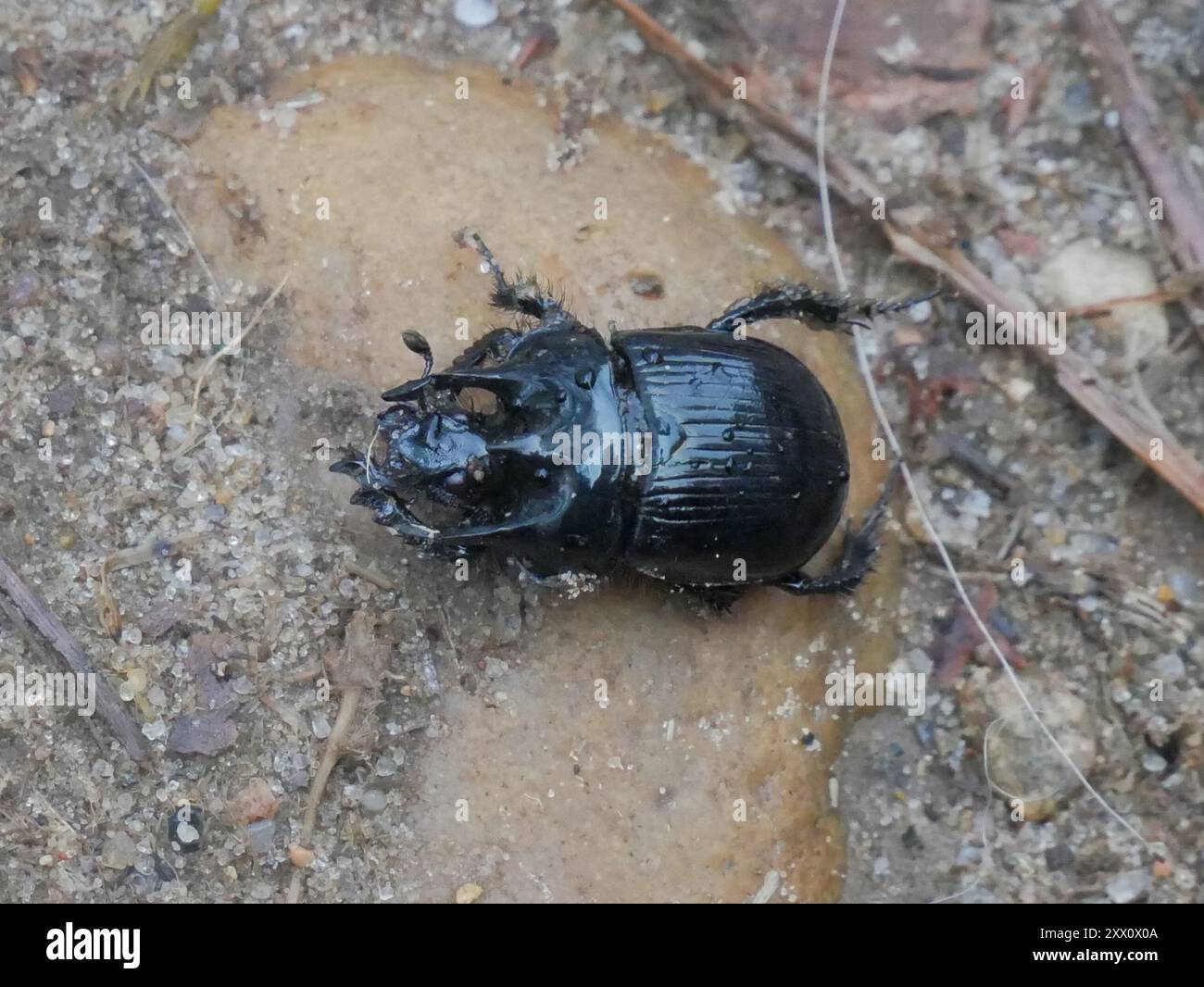 Minotaur Beetle (Typhaeus typhoeus) Insecta Stock Photo - Alamy