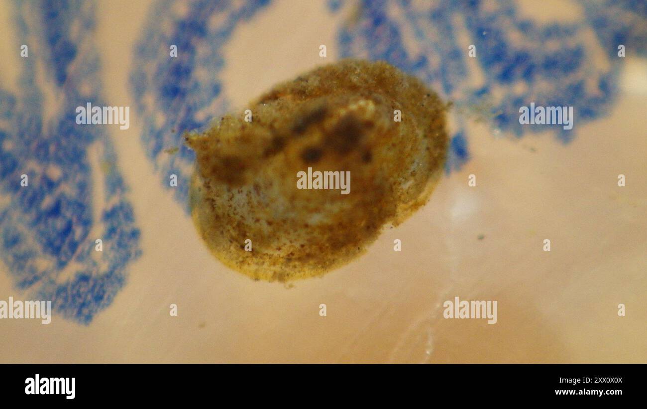 Creeping Ancylid (Ferrissia rivularis) Mollusca Stock Photo - Alamy