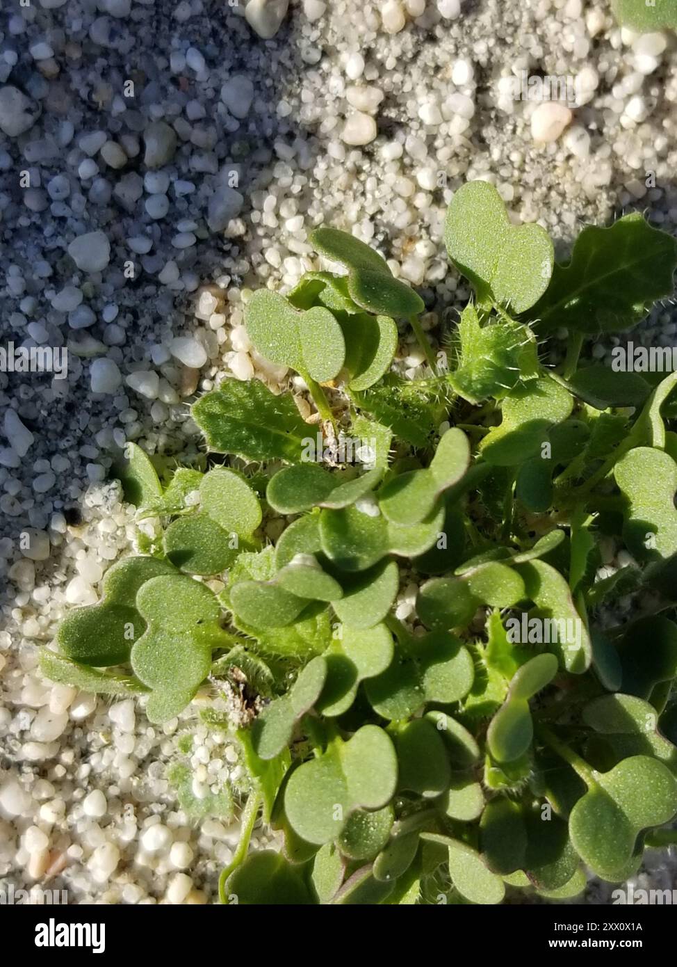Saharan Mustard (Brassica tournefortii) Plantae Stock Photo - Alamy