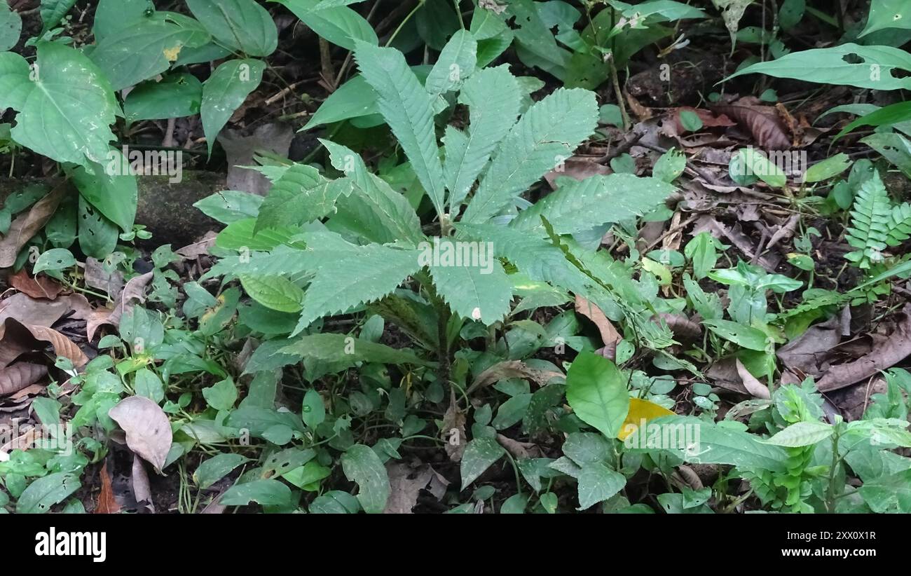Guinea-flower family (Dilleniaceae) Plantae Stock Photo - Alamy