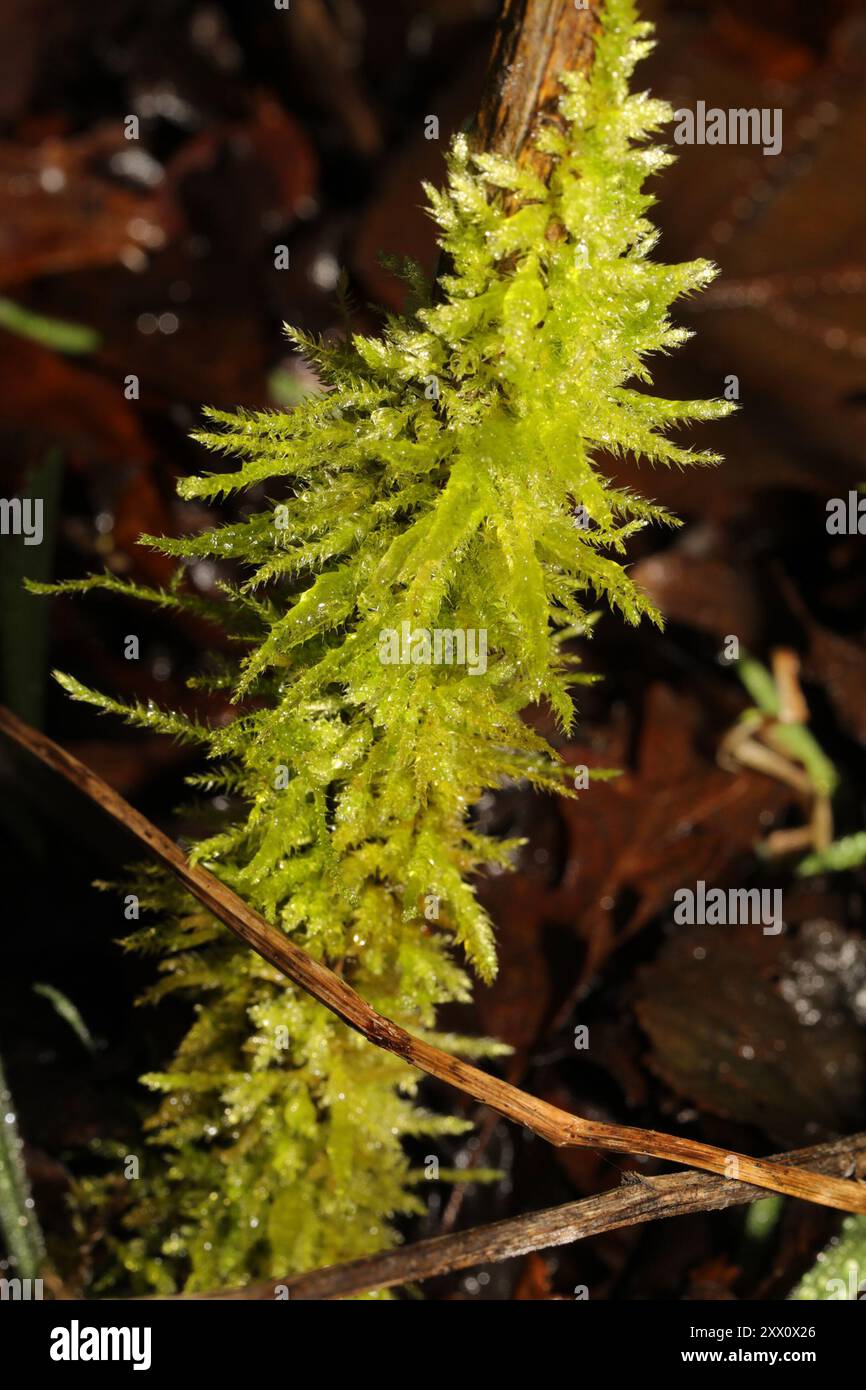 Common Feather-moss (Kindbergia praelonga) Plantae Stock Photo - Alamy