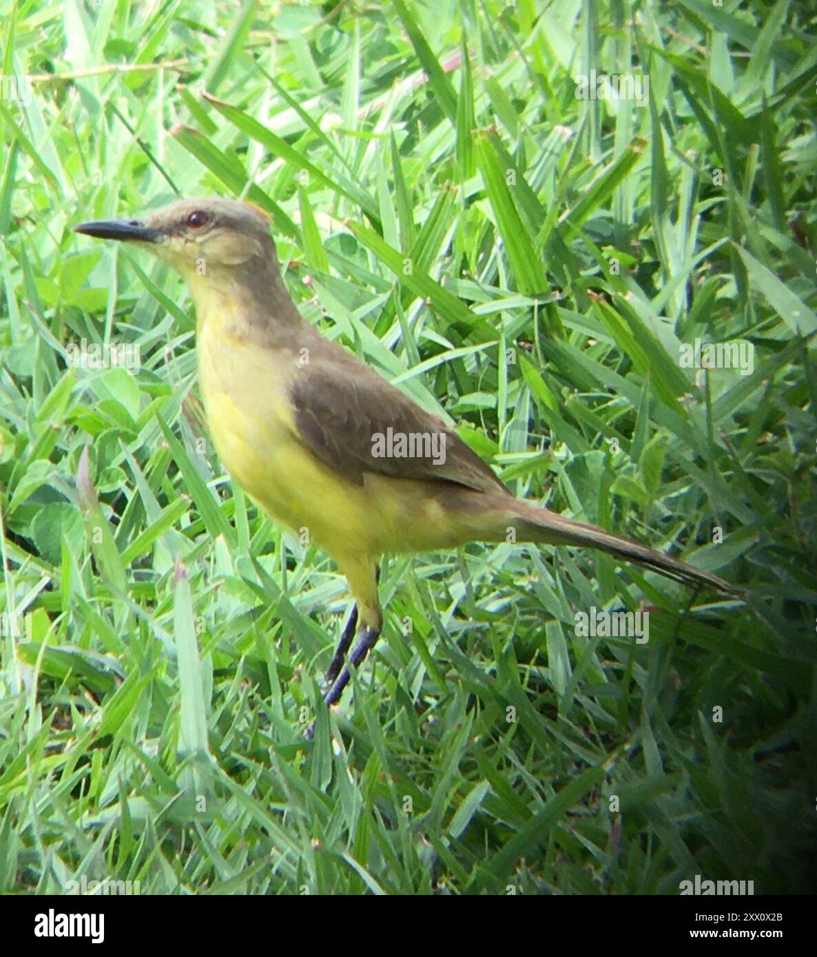 Cattle Tyrant (Machetornis rixosa) Aves Stock Photo - Alamy