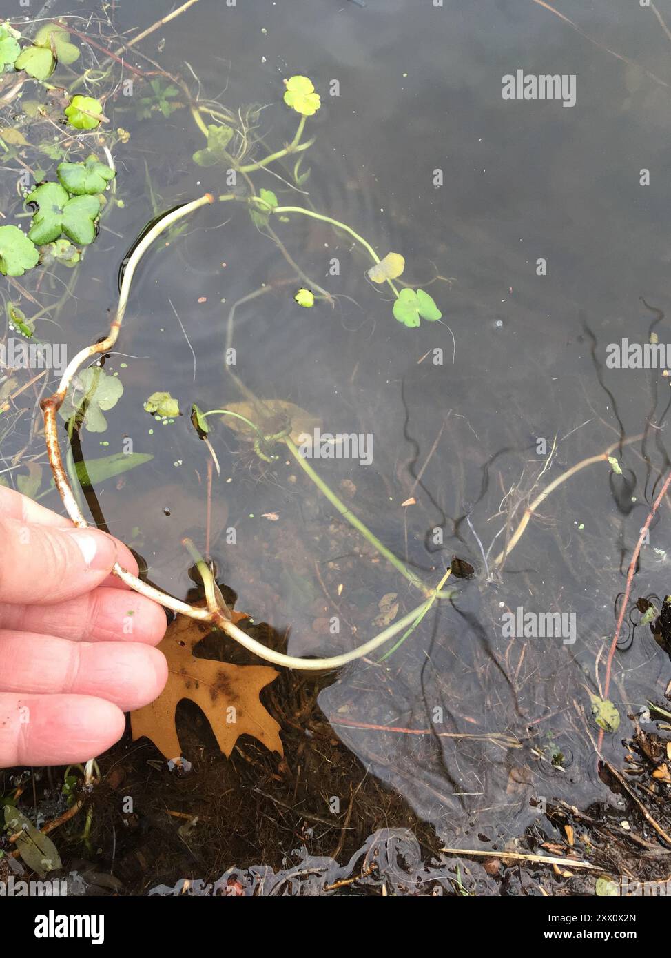 floating marsh pennywort (Hydrocotyle ranunculoides) Plantae Stock ...