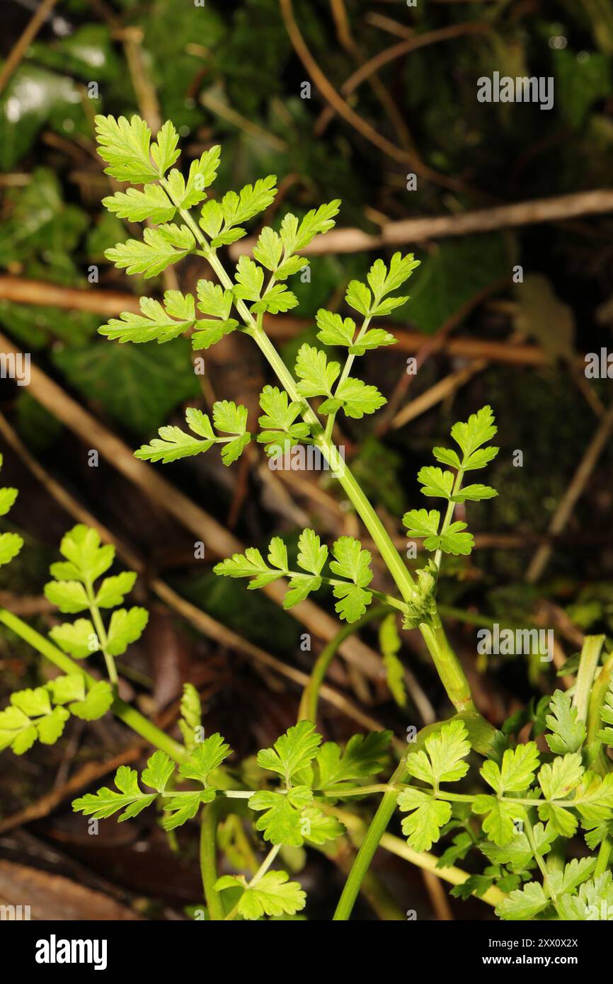 Hemlock Water-dropwort (Oenanthe crocata) Plantae Stock Photo - Alamy