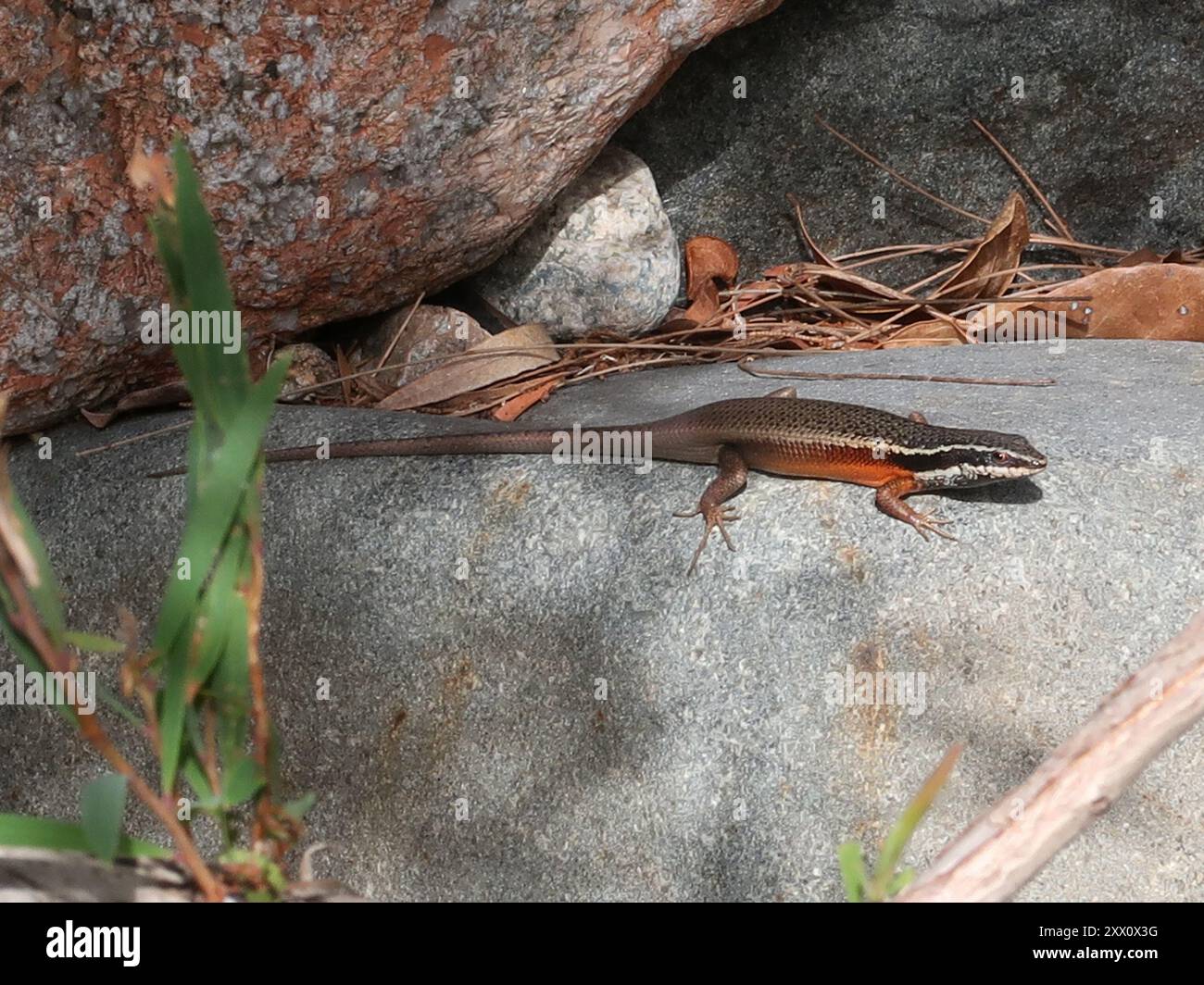 Black-throated Rainbow Skink (Carlia rostralis) Reptilia Stock Photo ...