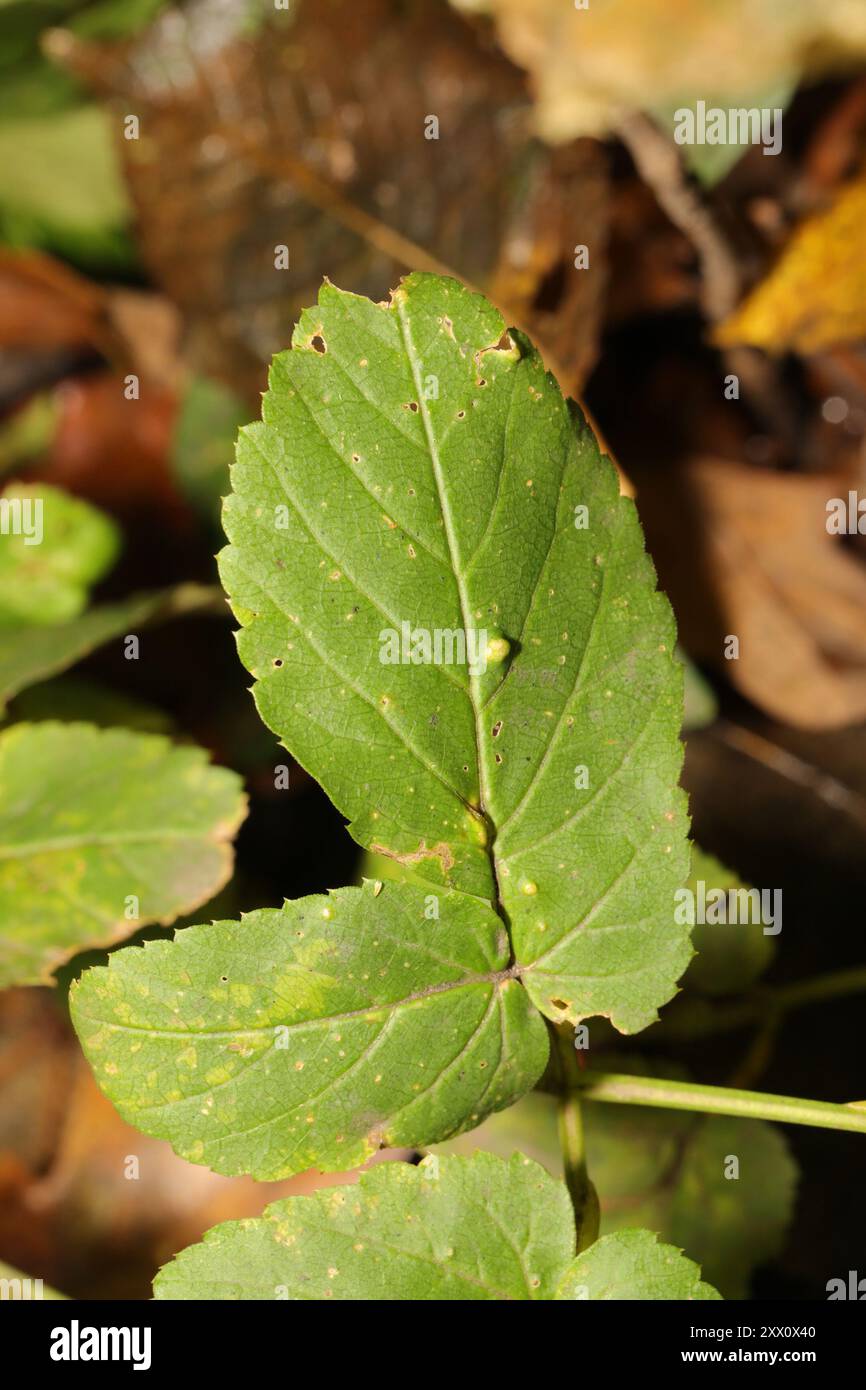 (Protomyces macrosporus) Fungi Stock Photo - Alamy