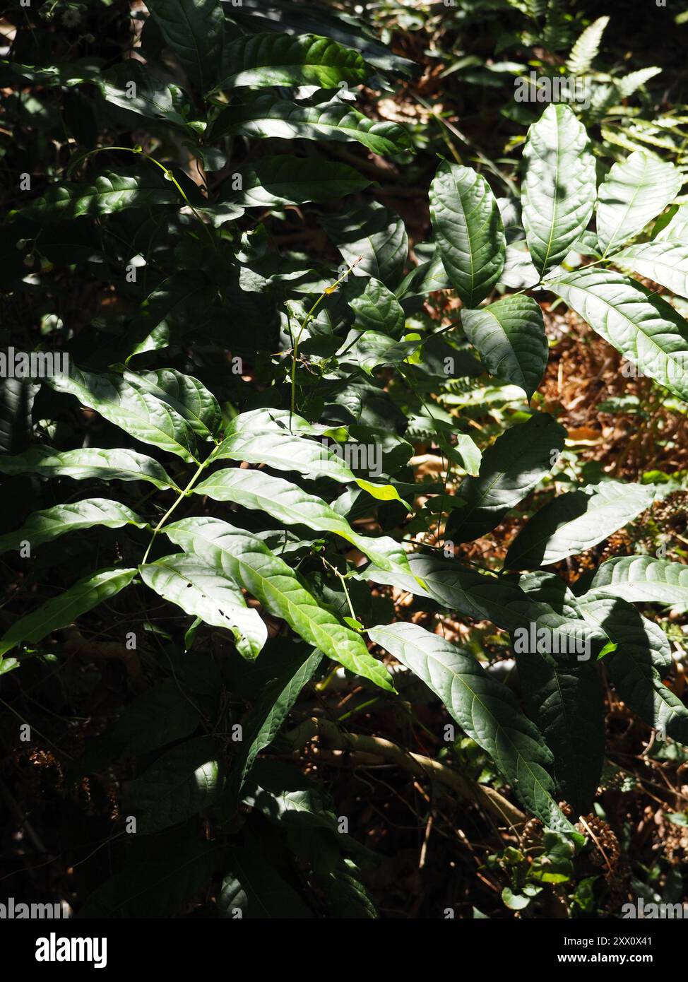 Big-leaf Mahogany (Swietenia macrophylla) Plantae Stock Photo - Alamy