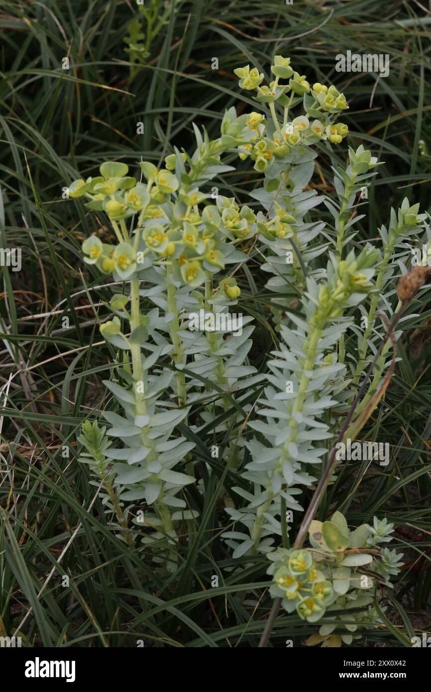 Sea Spurge (Euphorbia paralias) Plantae Stock Photo - Alamy