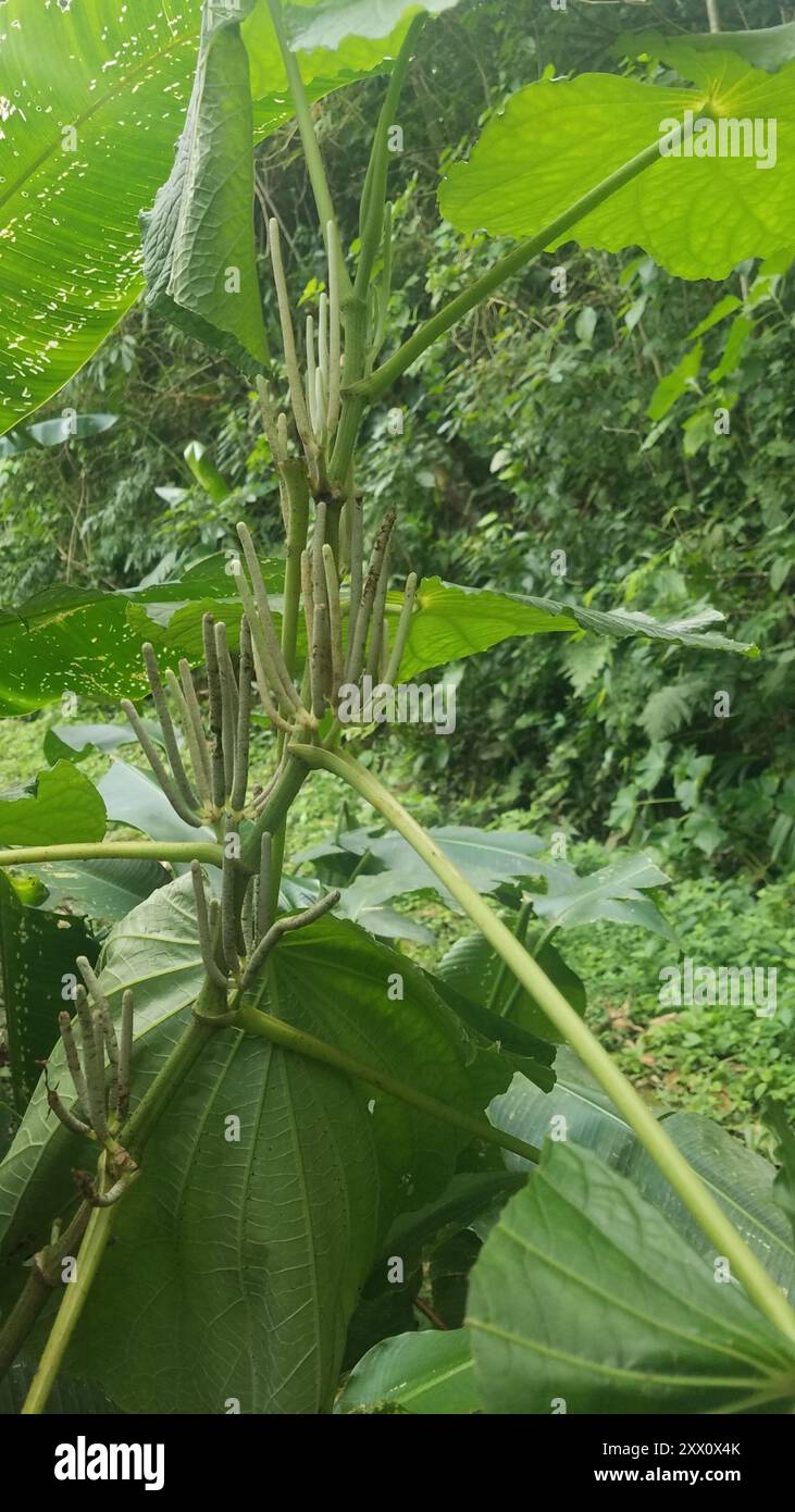 pepper plants (Piper) Plantae Stock Photo - Alamy