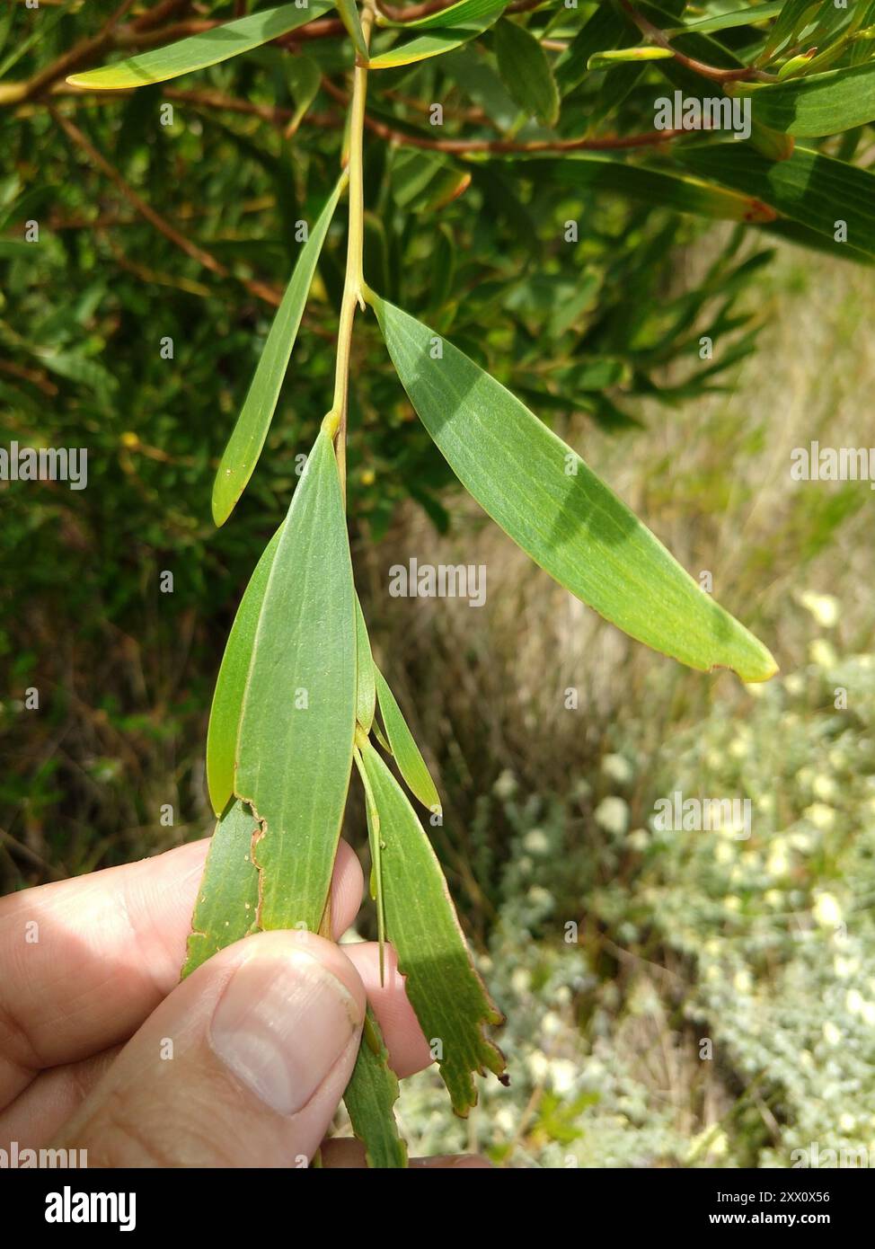 western coastal wattle (Acacia cyclops) Plantae Stock Photo - Alamy