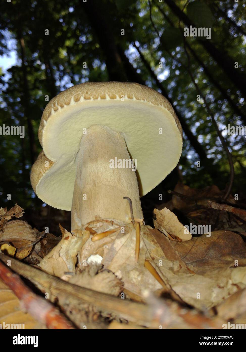 Summer Bolete (Boletus reticulatus) Fungi Stock Photo - Alamy