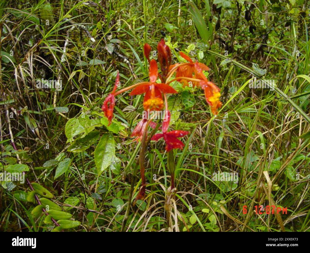 Fire-star orchid (Epidendrum radicans) Plantae Stock Photo - Alamy