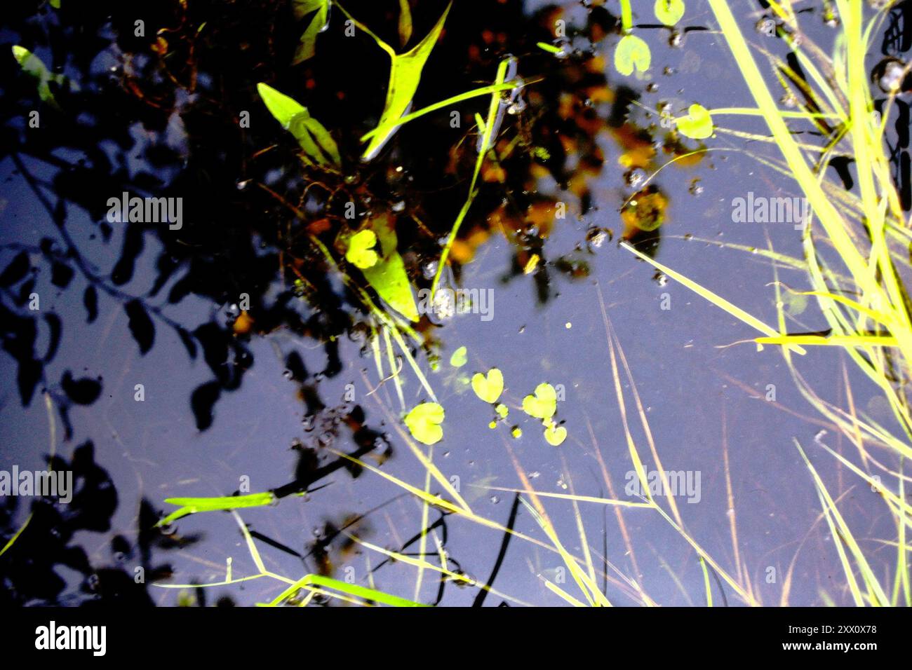 Floating Marsh-marigold (Caltha natans) Plantae Stock Photo - Alamy